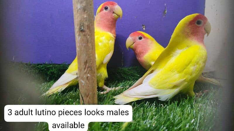 Parblu split ino/lutino/Lutino fisher BE split RE/green Split opline ...