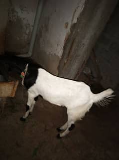 Male Bakra in Pakistan, Free classifieds in Pakistan | OLX Pakistan