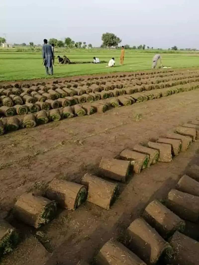 Natural Korean Grass and Fine dhaka Grass - Artificial Grass - 1077072527