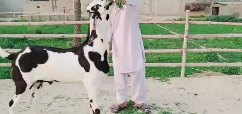 Qurbani Ka Bakra Sale