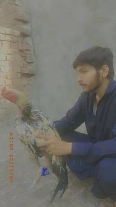 Murga Thai in Karachi, Free classifieds in Karachi | OLX Pakistan