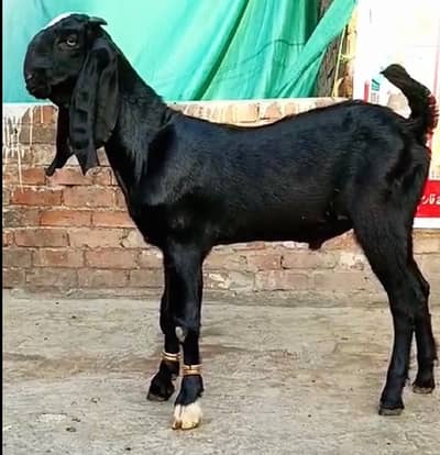 pure desi Bakra active and beautiful - Goats - 1077678474