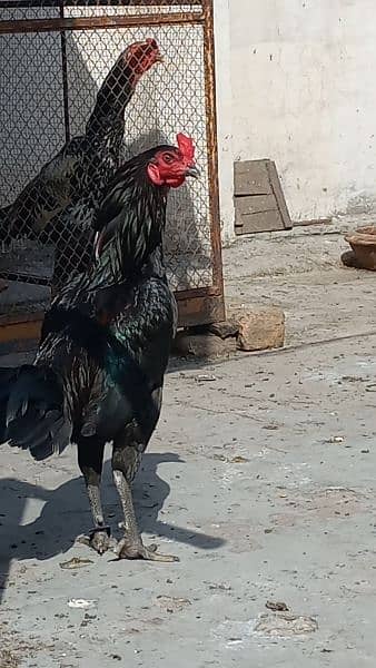 pure thai black dragon aseel pair k sath 1 murgi free 03454196103 ...