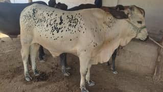 Bachra in Karachi, Free classifieds in Karachi | OLX Pakistan