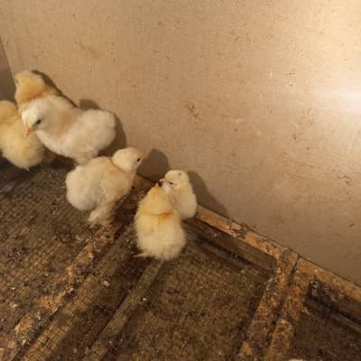 White heavy buff , light Sussex ,moteld bentom and silky White - Hens ...