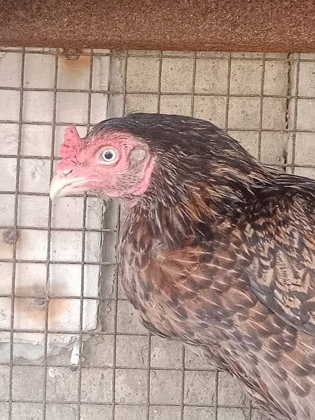 Quality and beauty both in hens - Hens - 1079633132