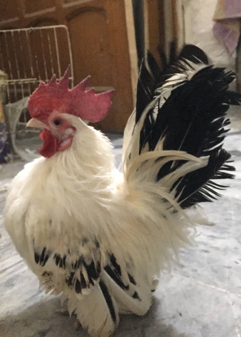 English Game Bantam male murgha - Hens - 1079706525