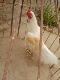 Pure White Murga in Pakistan, Free classifieds in Pakistan | OLX Pakistan