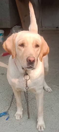Labrador in Pakistan, Free classifieds in Pakistan | OLX Pakistan