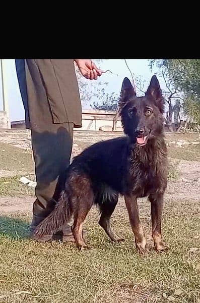 Pakistani Shepherd Dog