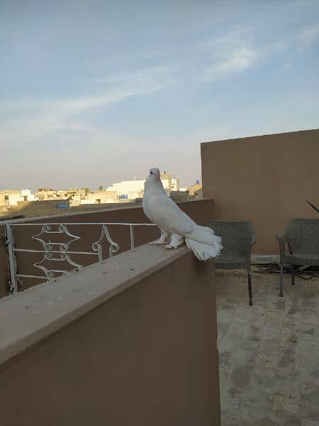 laka kabootar - Pigeons - 1080214150