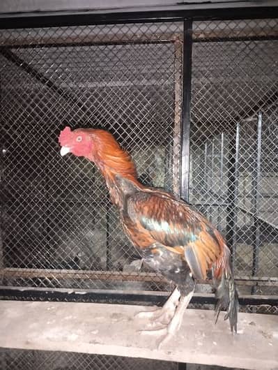 Sindhi cross - Hens - 1080295734