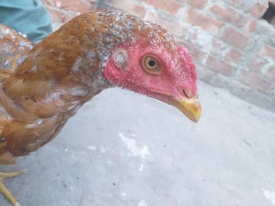 pure pakistani bangadi - Hens - 1080337645