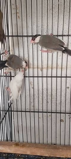 Silver Finch in Pakistan, Free classifieds in Pakistan | OLX Pakistan