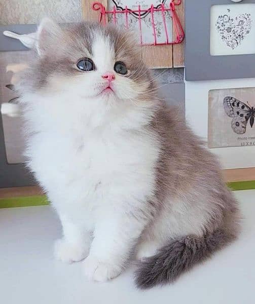 Persian, Ragdoll, Siamese, Kittens & Cats. - Cats - 1059620908