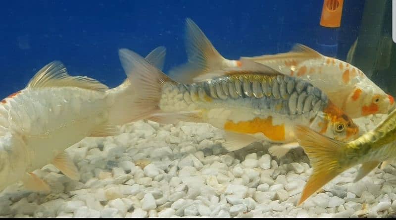 imported fishes new & use aquriums - Fish - 1066108047