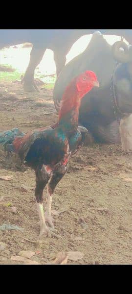 Pure aseel cook. This is a very imporatant piece. rate is final ...