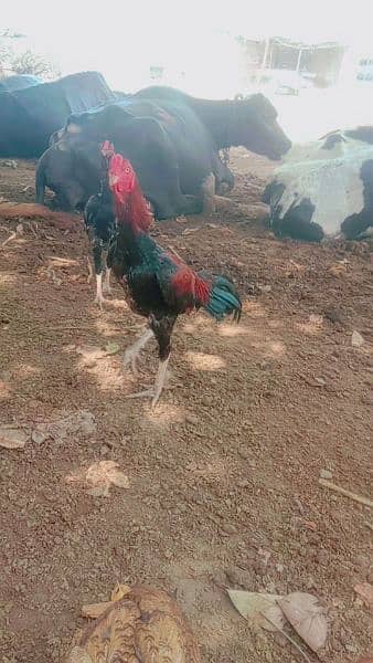 Pure aseel cook. This is a very imporatant piece. rate is final ...