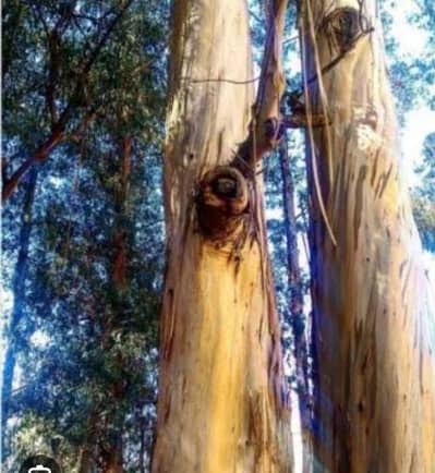 safeda tree - Other Household Items - 1080484244