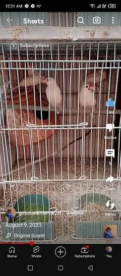 Java Finch White in Pakistan, Free classifieds in Pakistan | OLX Pakistan