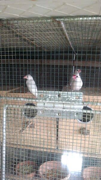 white jawa - Other Birds - 1080505787