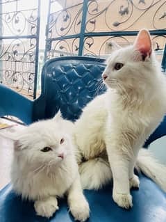 Persian Cats Pair In Lahore in Pakistan, Free classifieds in Pakistan ...