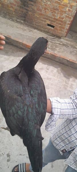 Pakistani Thai murgi - Hens - 1080526749