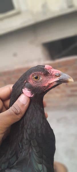 Pakistani Thai murgi - Hens - 1080526749