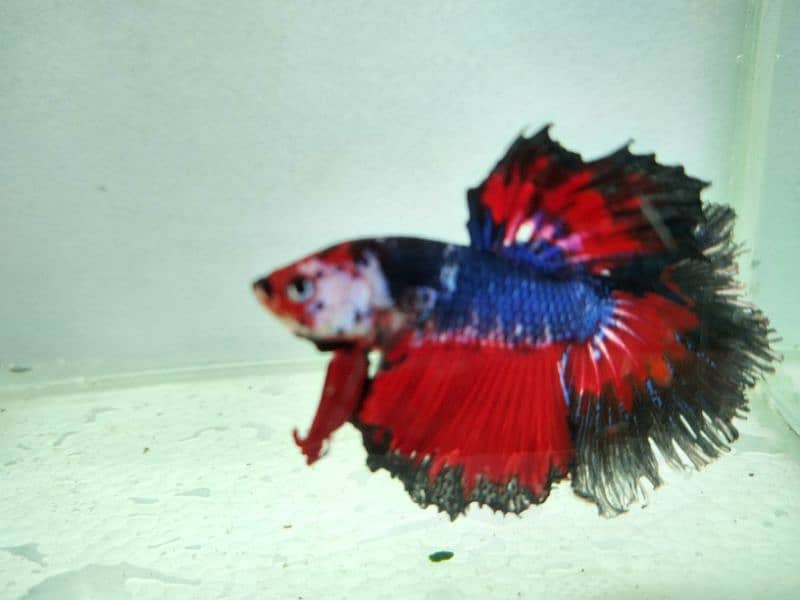 Betta Galaxy, Nemo,Giant multicolor Candy,Plakat,Halfmoon,Crown tail ...