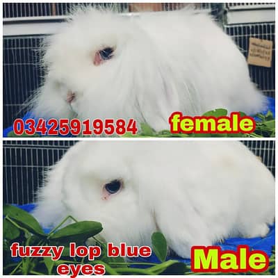 fuzzy lop blue eyes bunis pair dark blue eyes - Rabbits - 1080658570