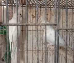 Eno Bird in Karachi, Free classifieds in Karachi | OLX Pakistan