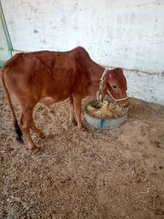 Bachra For Sale in Karachi, Free classifieds in Karachi | OLX Pakistan