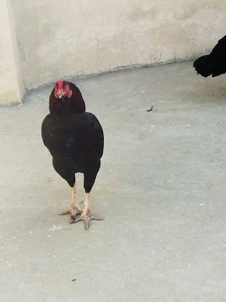 beautiful murgha - Hens - 1080972009