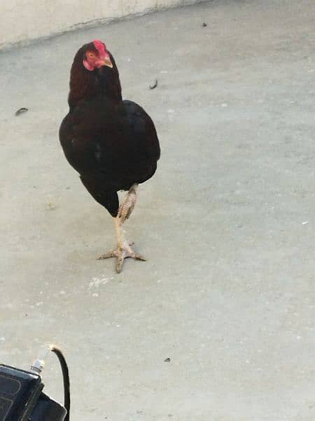 beautiful murgha - Hens - 1080972009