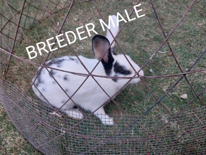 Breeder Male - Rabbits - 1080669772