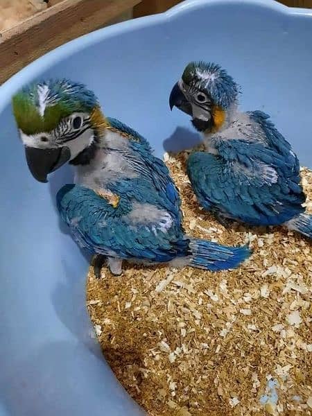 blue macaw parrot chicks for sale ek male ek female 03192813283 ...