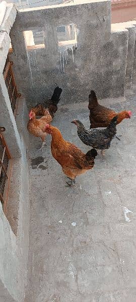 Golden Misri Murga & Hens for sale - Hens - 1079952004