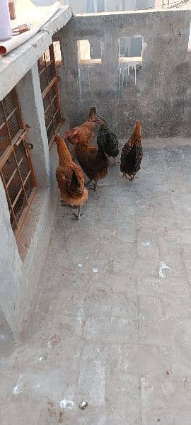 Golden Misri Murga & Hens for sale - Hens - 1079952004