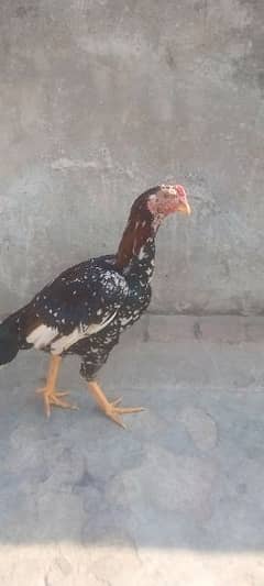 Hens for Sale in Lahore | Aseel for Sale in Lahore