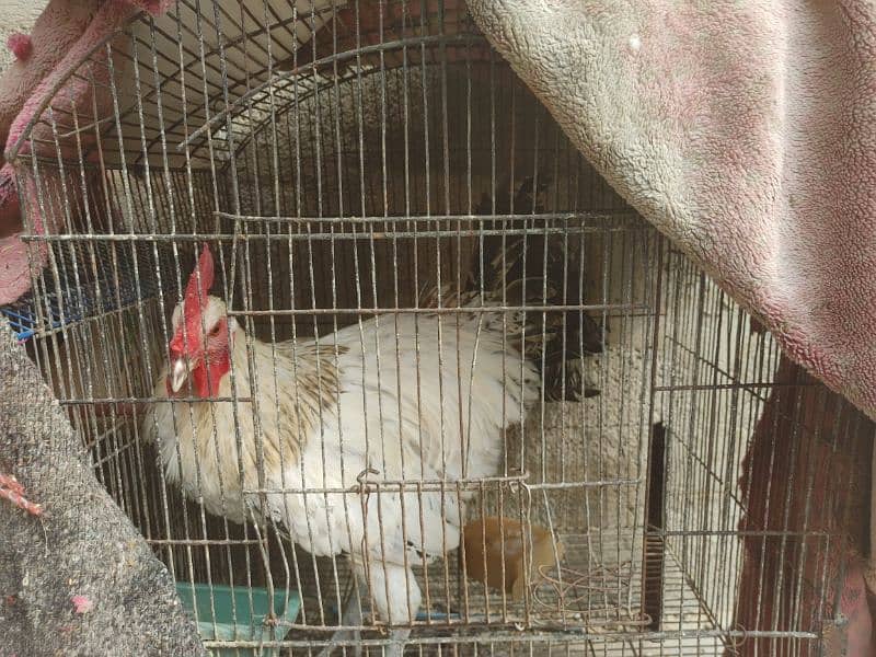 Desi murgha - Hens - 1081499615