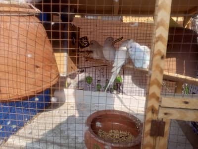 3 breeder pair and 10 sigle male female mix adult size - Parrots ...