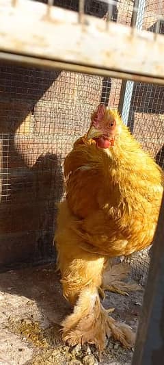 Golden Hens For Sale in Pakistan, Free classifieds in Pakistan | OLX ...