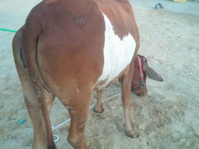 Cow / bachri/ bachya / bachiya / bachra / bull / qurbani - Cows ...