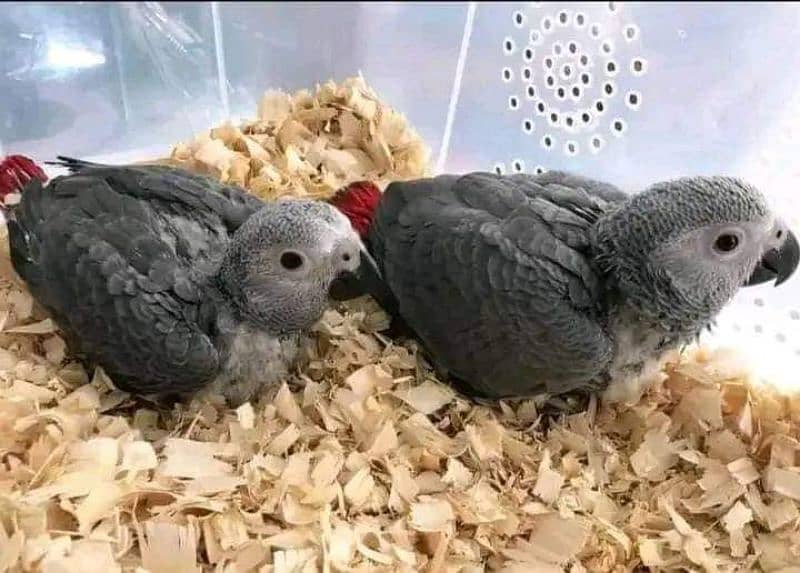 African grey parrot Chicks for sale WhatsApp contact 03373192825 ...