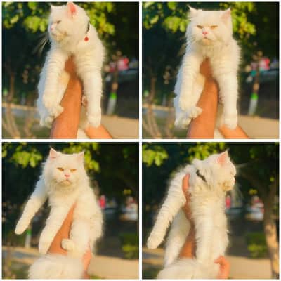 Persian hmalyn British punch face piki face cat kitten - Cats - 1082185244