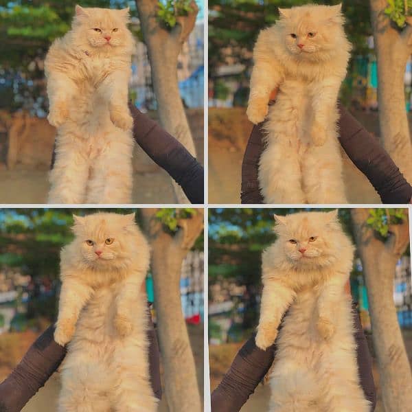 Persian hmalyn British punch face piki face cat kitten - Cats - 1082185244