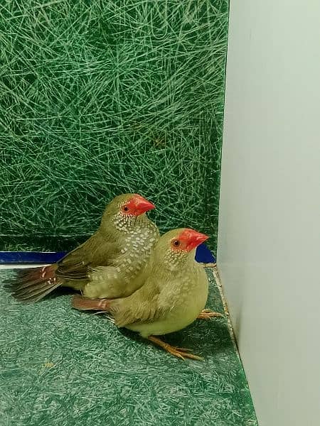 Gouldian Breeder Pair with egg/Star Finch female/Owl finch pair ...