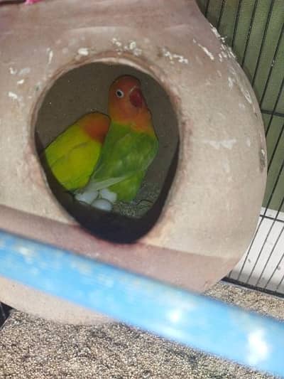 Lovebird Breeding Pairs (Lutino, Sable, Opline, Personata, Violet DF ...