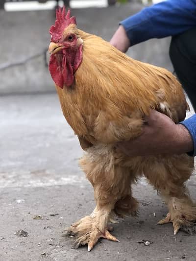 Golden buff bantam White polish - Hens - 1082356302