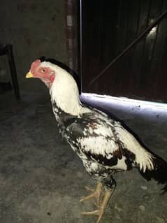 Java Lahore in Pakistan, Free classifieds in Pakistan | OLX Pakistan